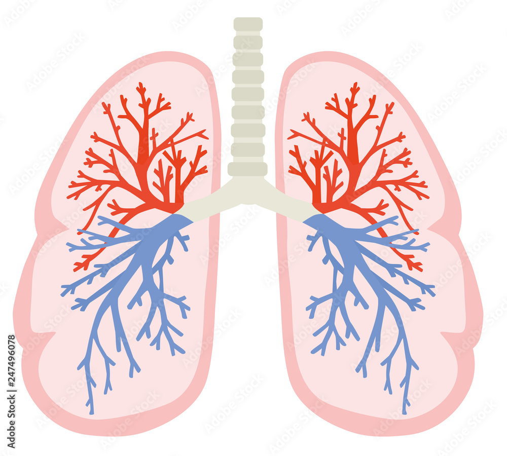 A Human Lungs Part Of Anatomy Human Body Model With Organ System