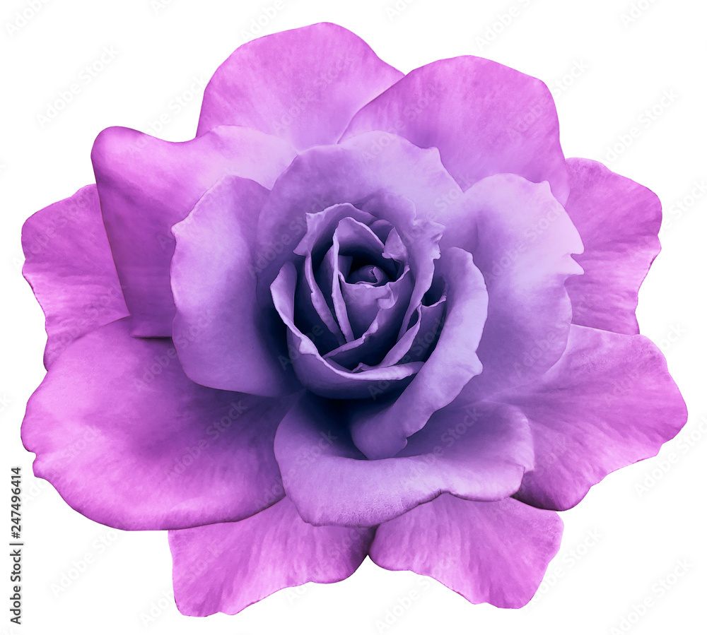 flower isolated pink-purple rose on a white background. Closeup ...