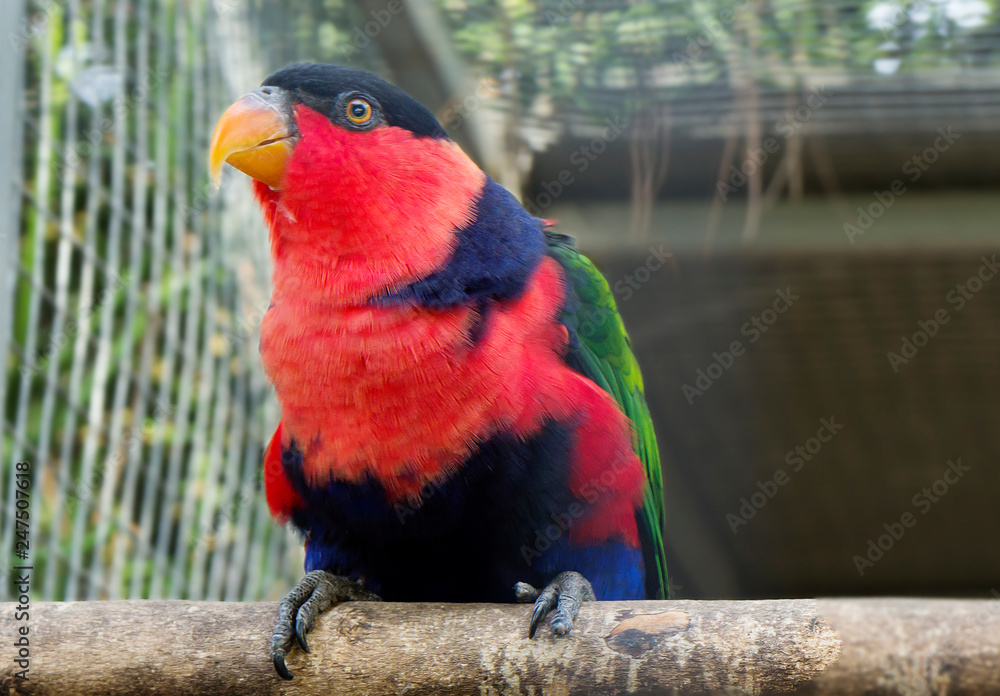 Lori's red parrot. Red Lori is a bird of the parrot family. The main ...