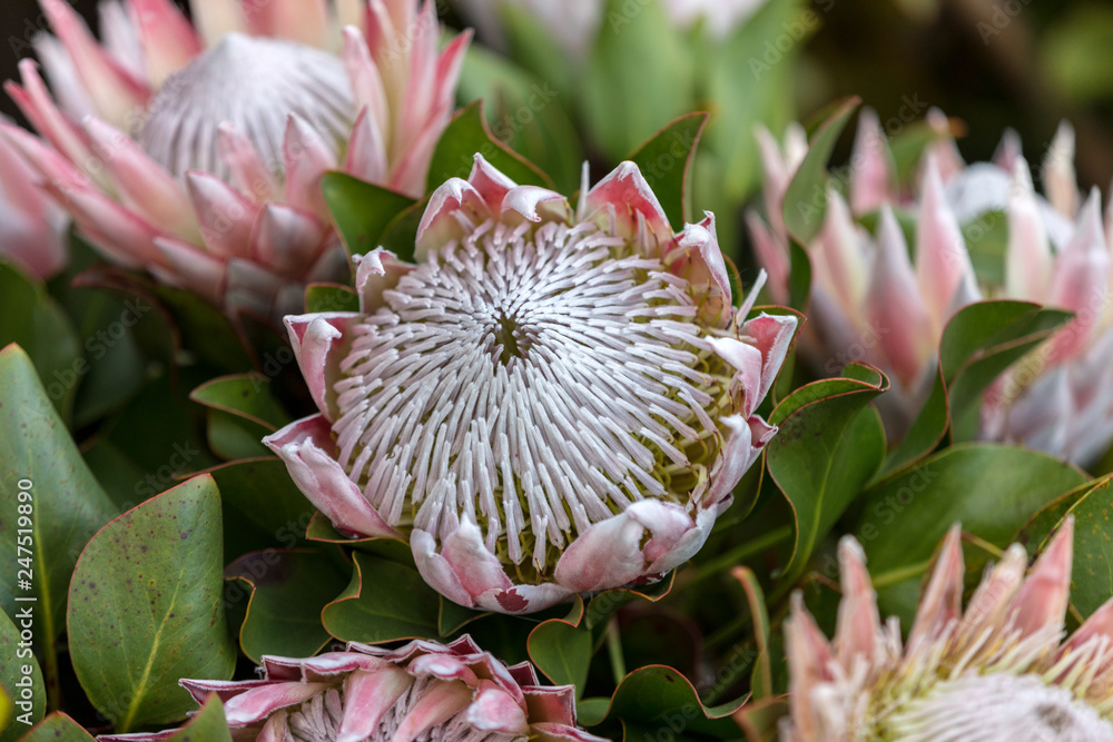 King protea or protea cynaroides the national flower of South Africa ...