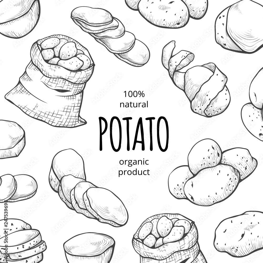 Potato drawing square banner, organic fresh food Stock Vector | Adobe Stock