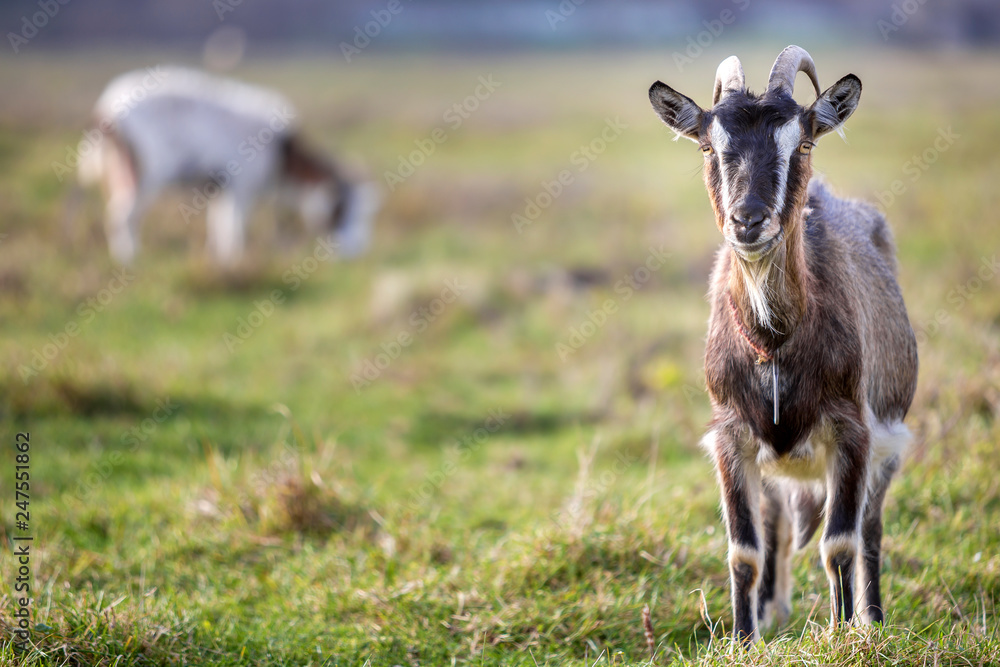 Nice white brown hairy bearded goat with long horns and beard on bright ...