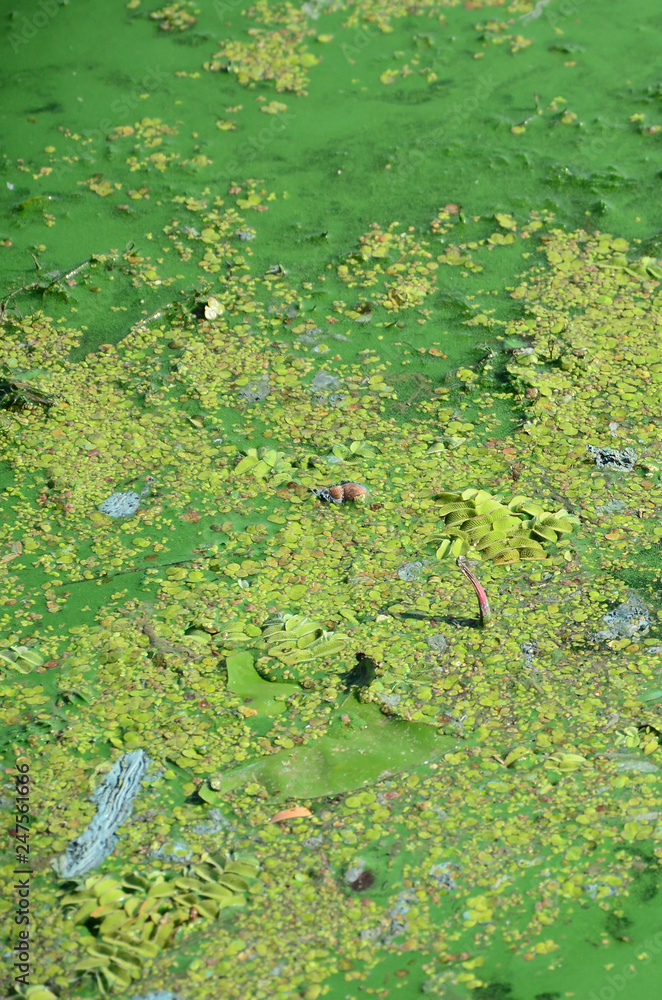 The surface of an old swamp covered with duckweed and lily leaves Stock ...