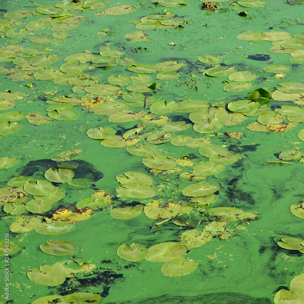 The surface of an old swamp covered with duckweed and lily leaves Stock ...