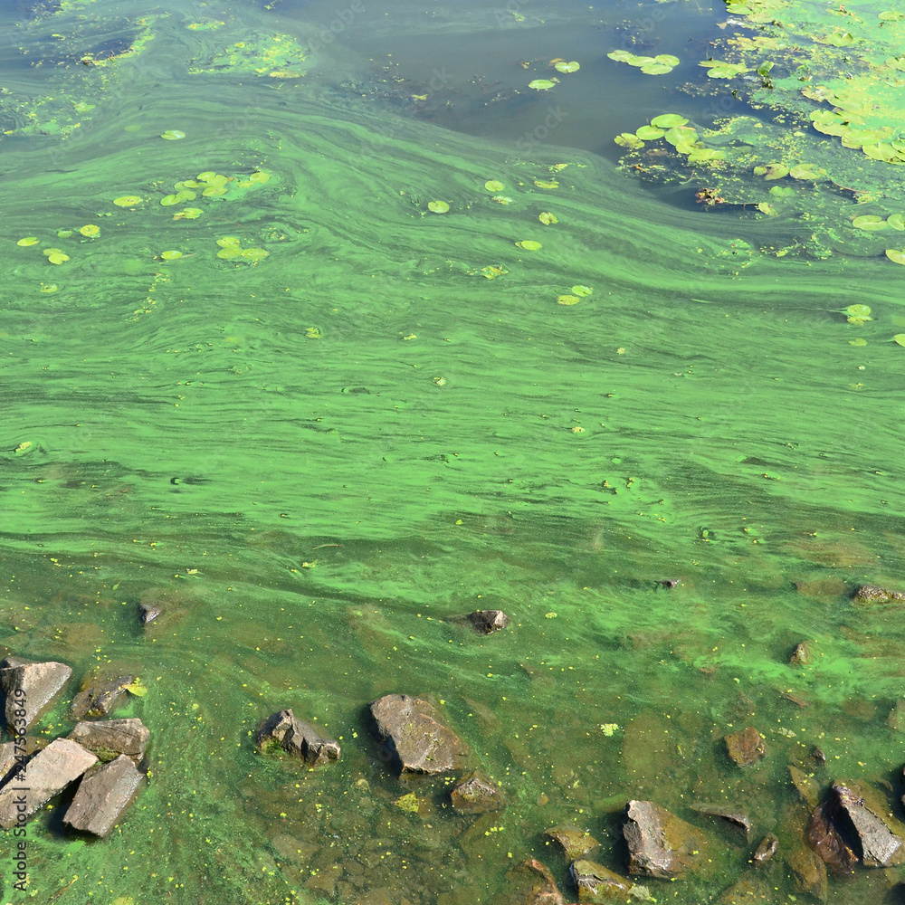 The surface of an old swamp covered with duckweed and lily leaves Stock ...