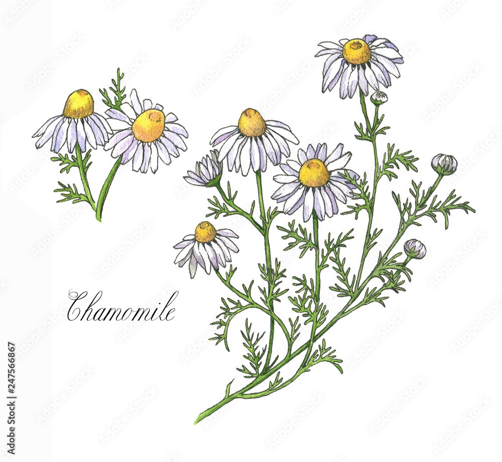 Hand-drawn watercolor botanical illustration of the chamomile plant ...