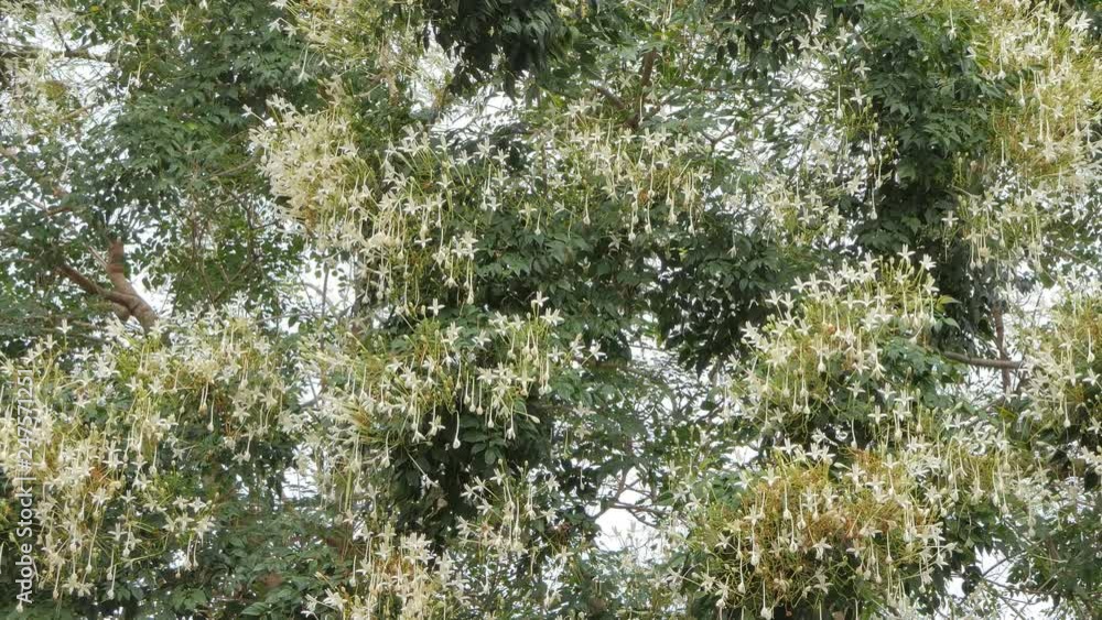 White flower of Cork Tree (Millingtonia hortensis) in the wind. Cork ...