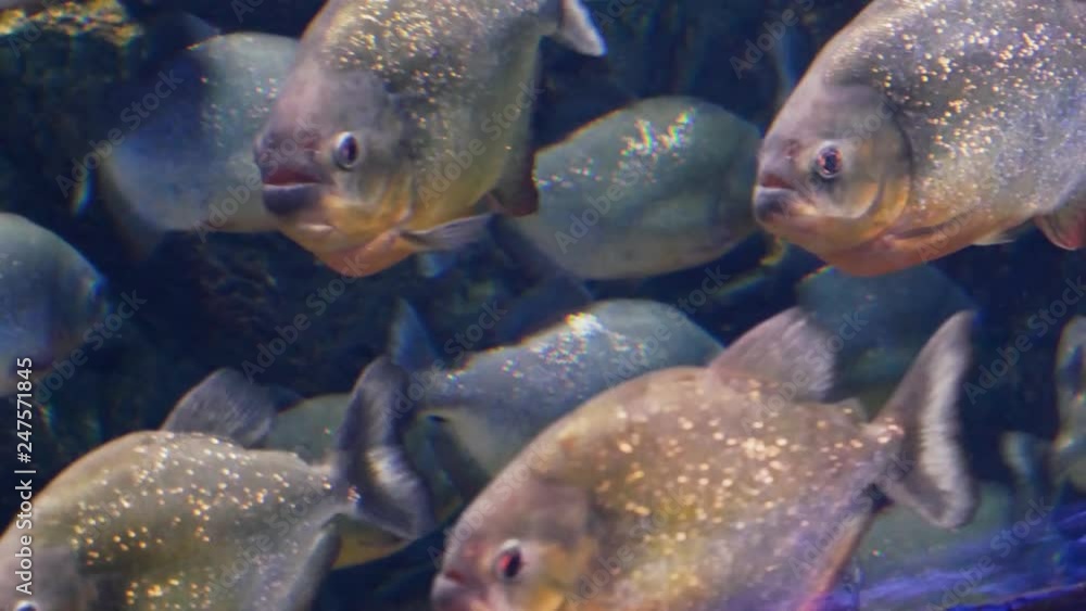 The school of red-bellied piranha, also known as the red piranha ...
