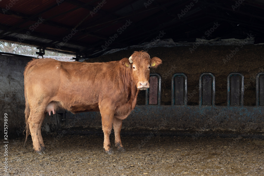 French Limousin cow, stands in full size in the barn, with muddy hooves ...