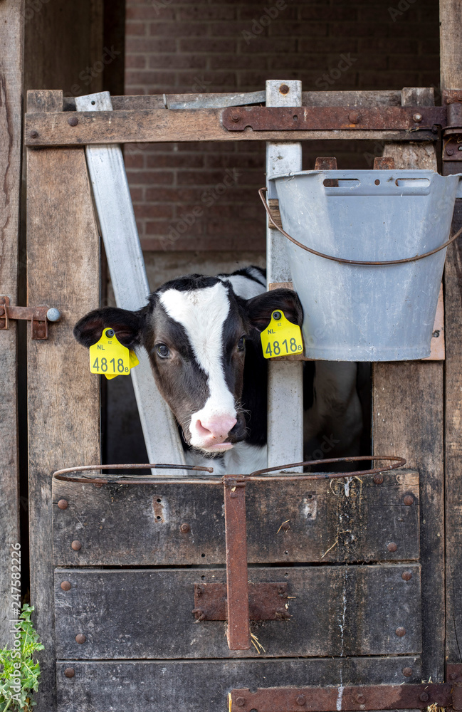 Cute dairy calf looks through the bars of the stable, bucket and calf ...