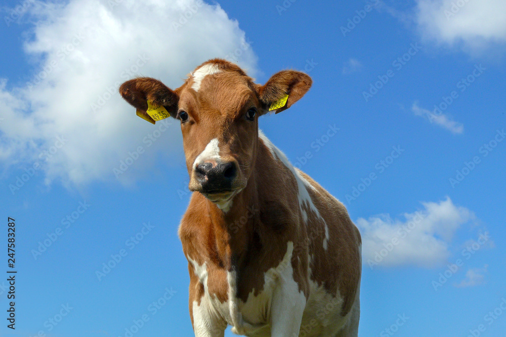Approaching red pied cute calf, looking out of the picture, under a ...
