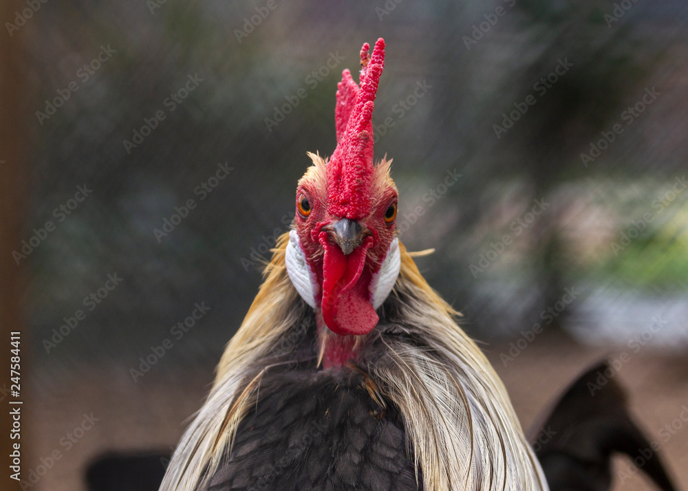 Rooster Head Front