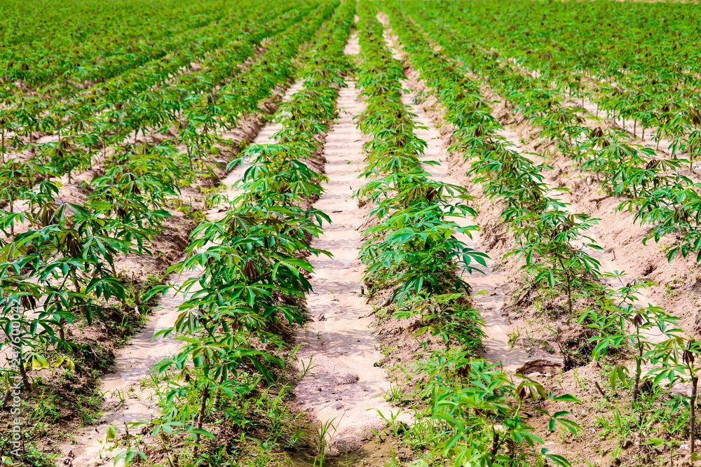 Cassava plantation farming growing cassava row in farm Stock Photo ...
