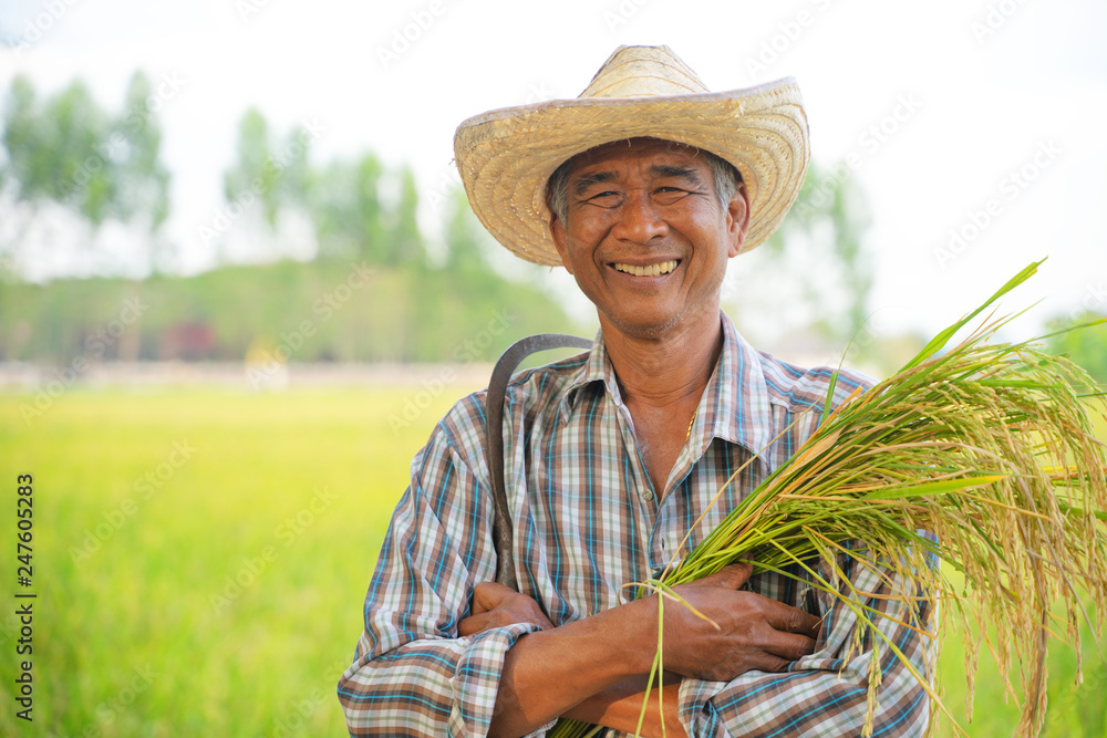 Happy Thai male farmer harvesting rice in countryside Thailand. Stock ...
