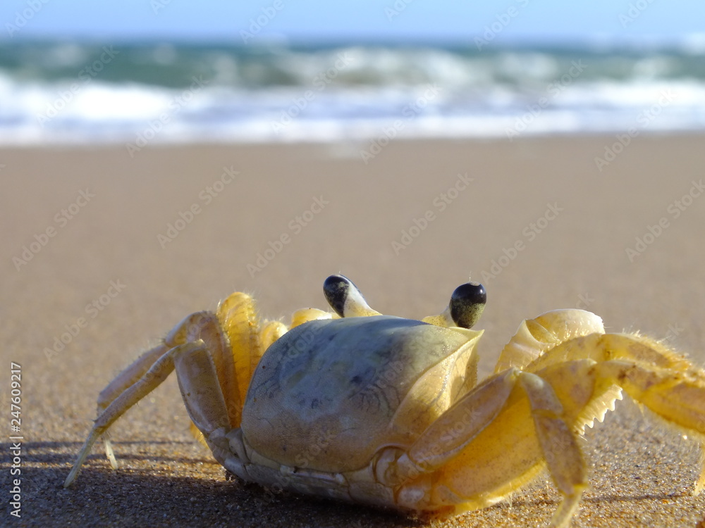 Strandkrabbe blickt richtun Meer Wellen Stock Photo | Adobe Stock