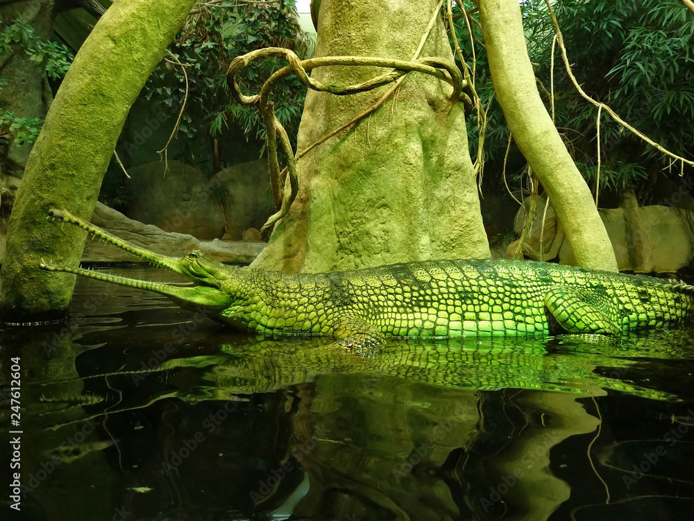 Indian crocodile ganges gavial Stock Photo | Adobe Stock