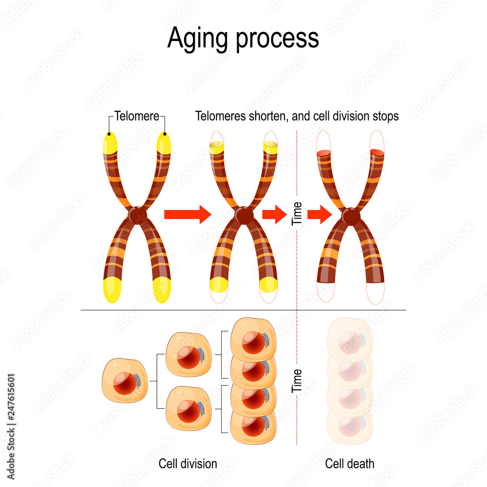 Aging process. Telomeres shorten, and cell division stops. Stock Vector ...