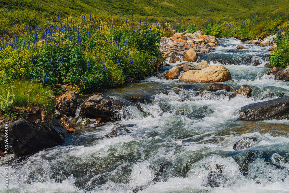 Beautiful blue flowers near mountain creek. Big boulders in fast water ...