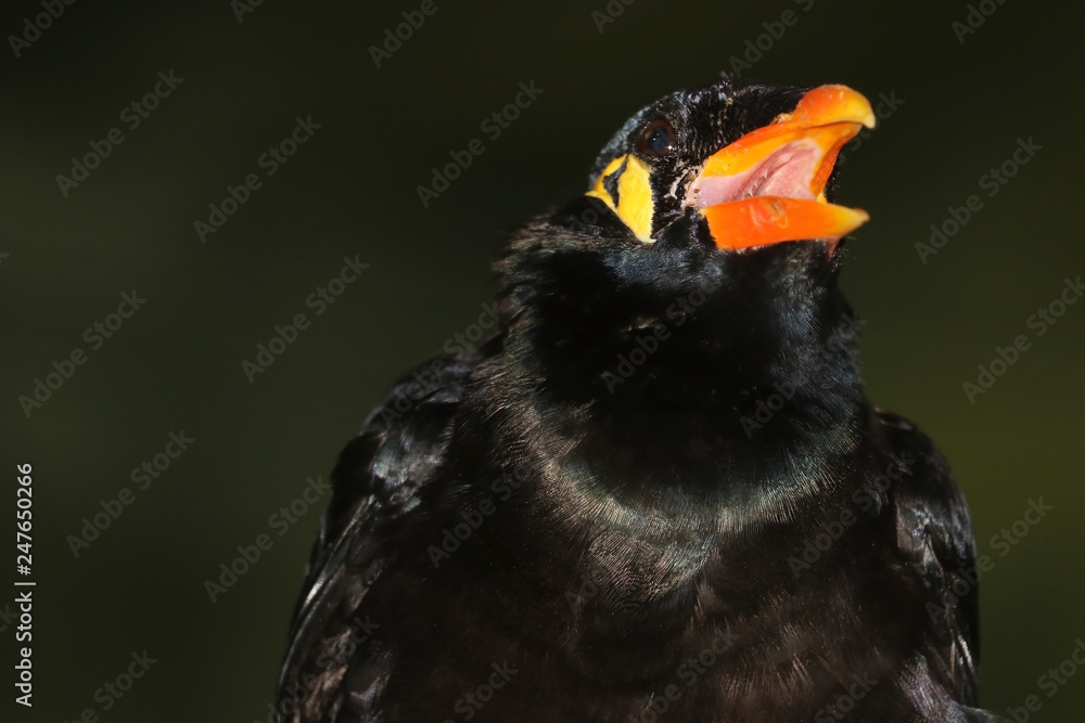 Head of a calling or twittering common hill myna (gracula religiosa ...