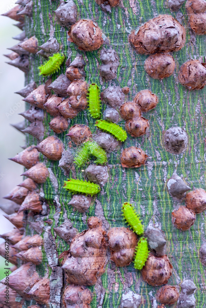 Plague of worms in tree of ceiba pentandra in Guatemala, outside garden ...