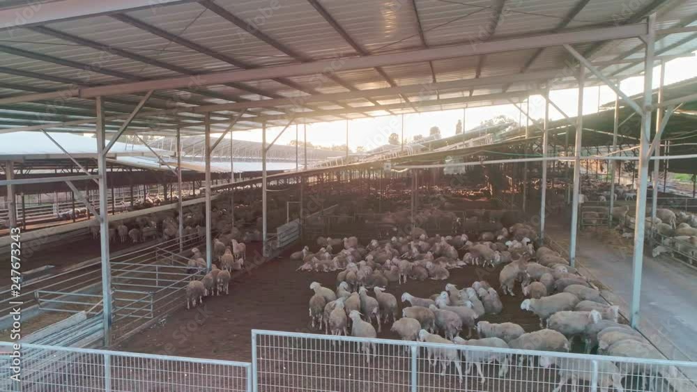 Video Stock Tracking drone shot of a large sheep farm with hundreds of ...