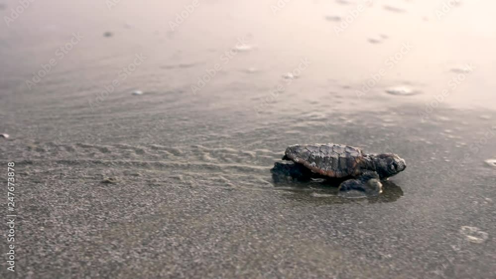 Close up shot of a baby Sea Turtle hatchling struggling to make its way ...