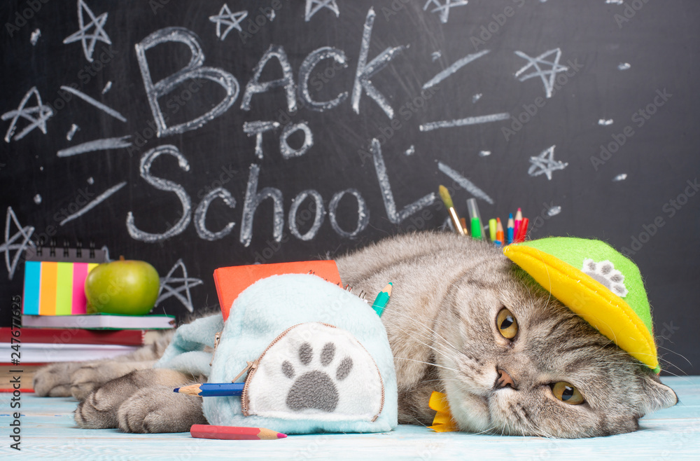 Back To School Cat