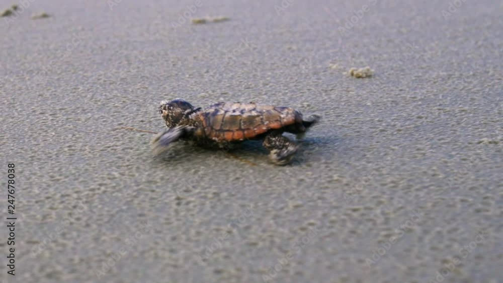 Close up shot of a baby Sea Turtle hatchling struggling to make its way ...