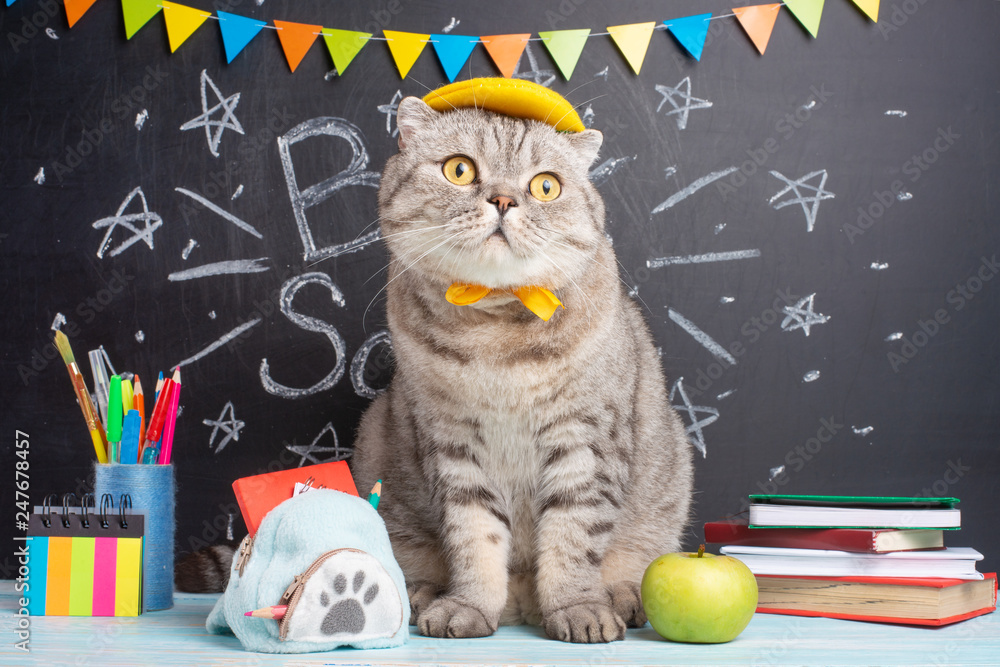 Funny cat schoolboy on the background of the board with school supplies ...