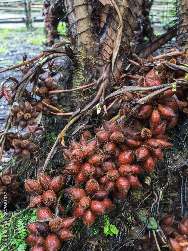 Salak Tree