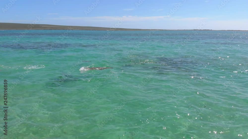 Girl in white bathing suit swimming as Australian Sea Lions follow her ...