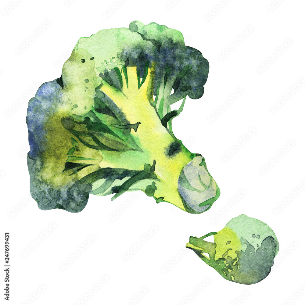 Watercolor vegetable broccoli isolated on a white background. Hand ...