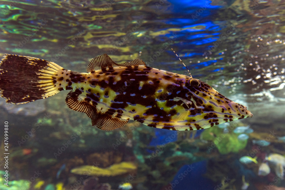 Scrawled filefish - aluterus scriptus Big green fish with light-blue ...