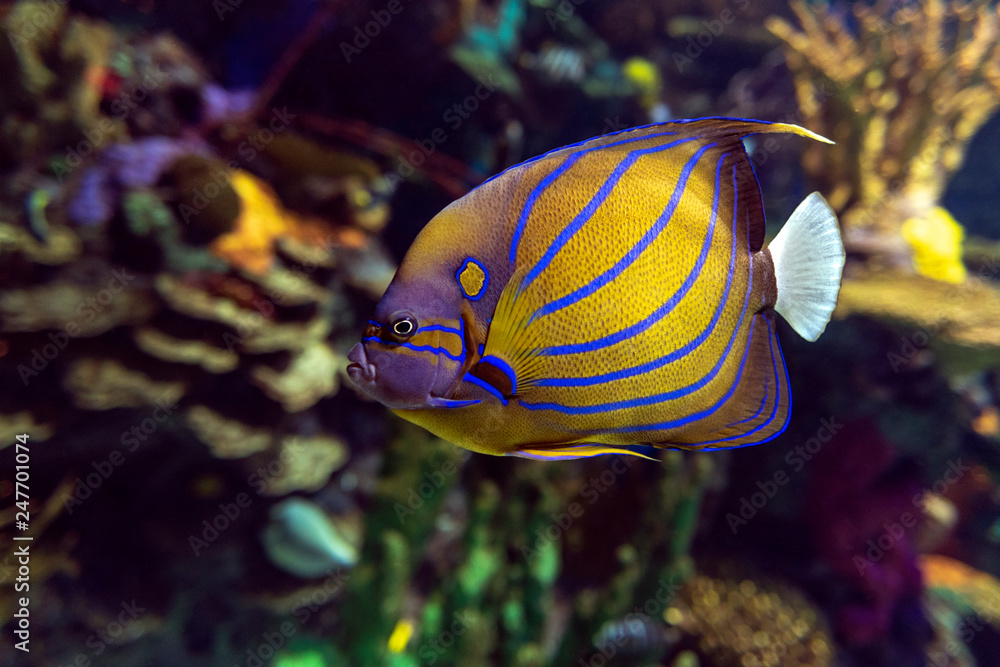Annularis Angelfish (Pomacanthus annularis) , coral fish, Stock Photo ...