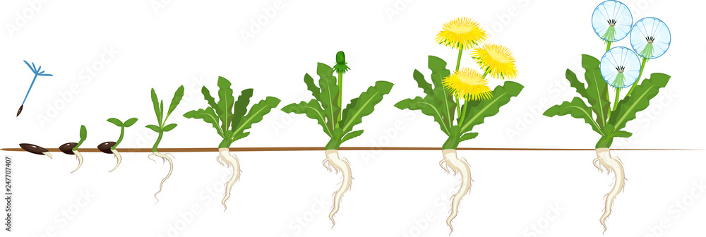 Dandelion Plant Life Cycle