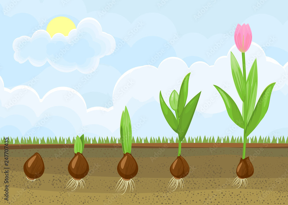 Tulip Life Cycle