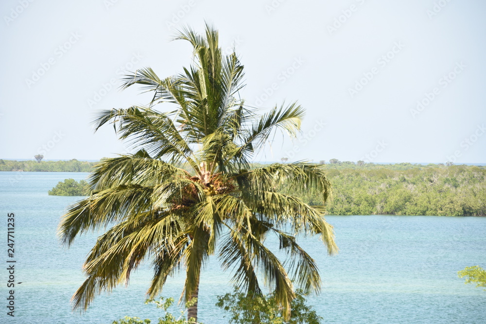 Planta de coco con sus pencas verdes y frutos amarillos al fondo se ver ...