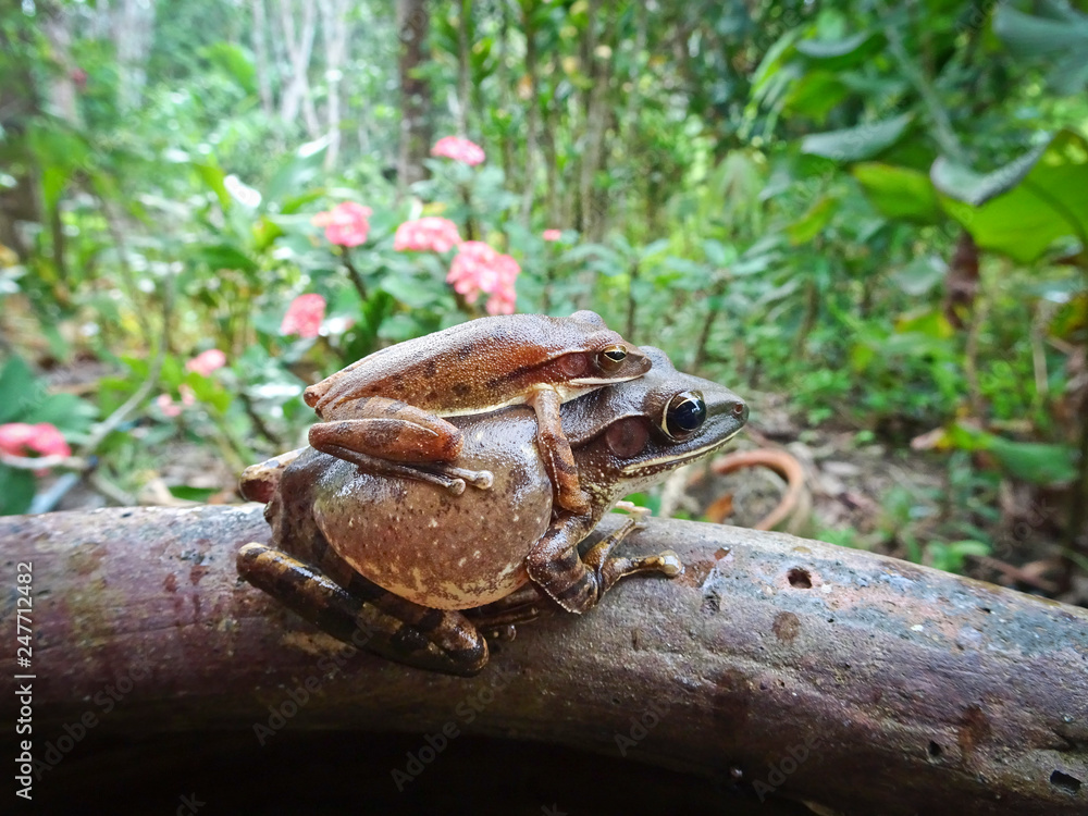 The frog sits on the back of his mother frog - The Mexican burrowing ...
