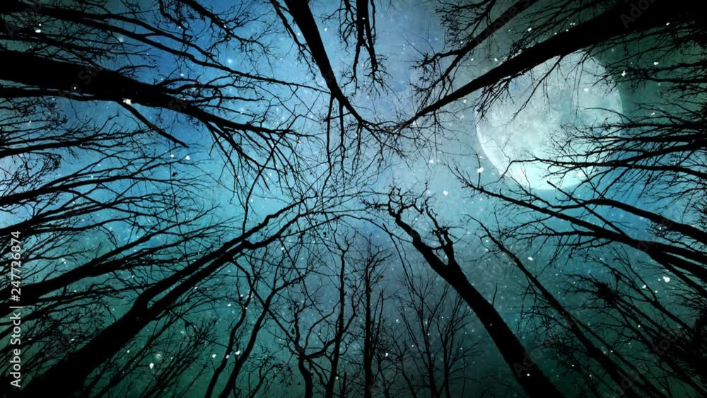 Moon Light and Snow Through the Trees 4K features a view up toward the ...