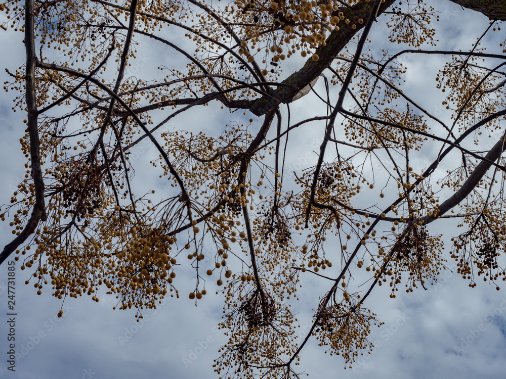 ramas de árbol sin hojas con racimos de bolas de frutos redondos secos ...
