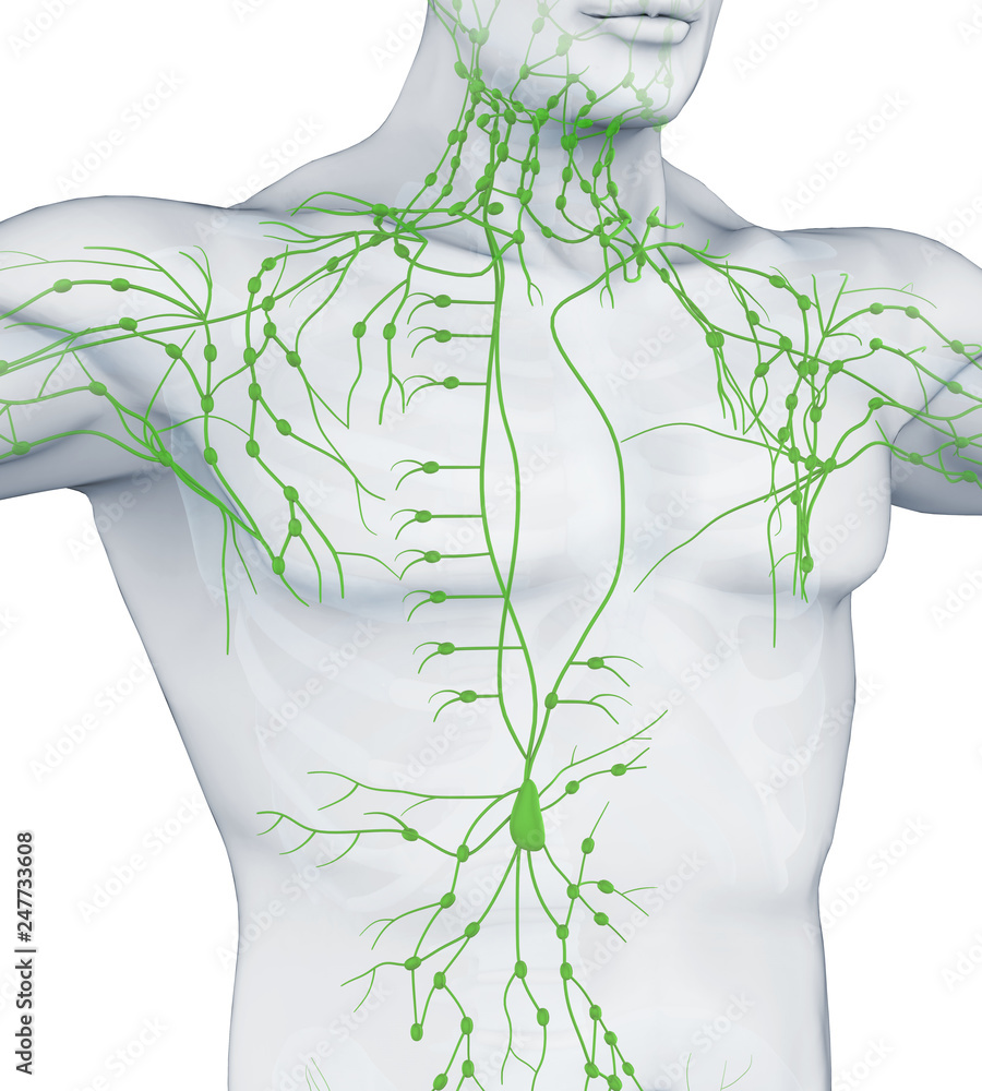 Photo & Art Print Human Lymphatic System Illustration, nerthuz