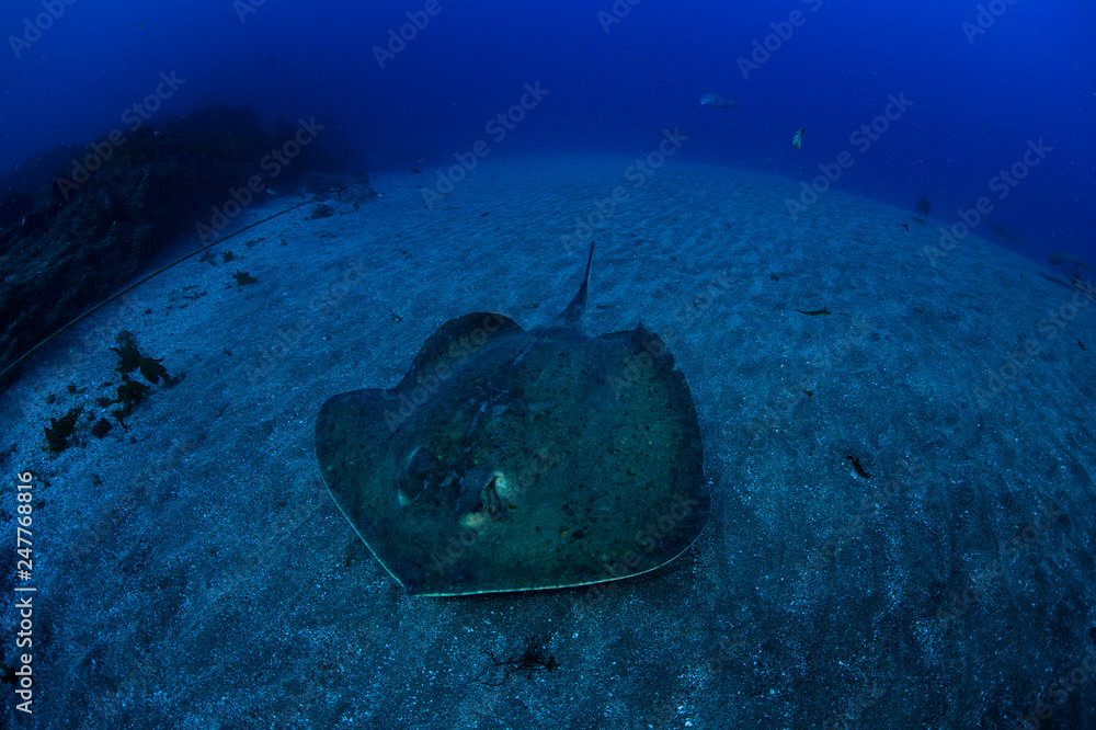 Banded hound shark and red stingray aggregation in Clear Blue Ocean of ...