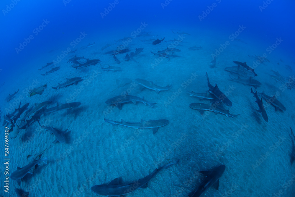 Banded hound shark and red stingray aggregation in Clear Blue Ocean of ...