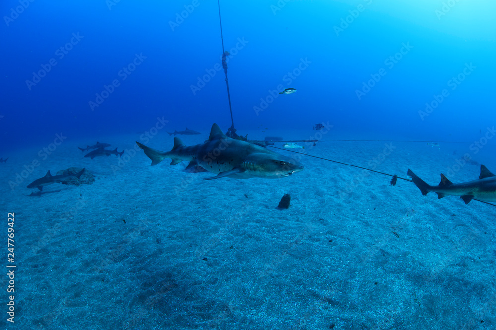 Banded hound shark and red stingray aggregation in Clear Blue Ocean of ...