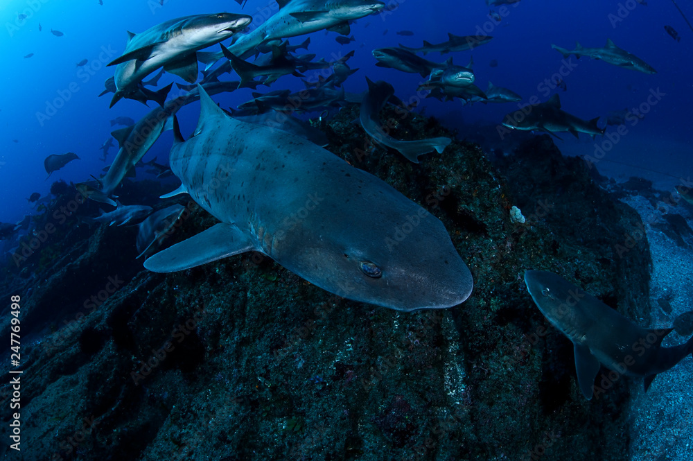 Banded hound shark and red stingray aggregation in Clear Blue Ocean of ...