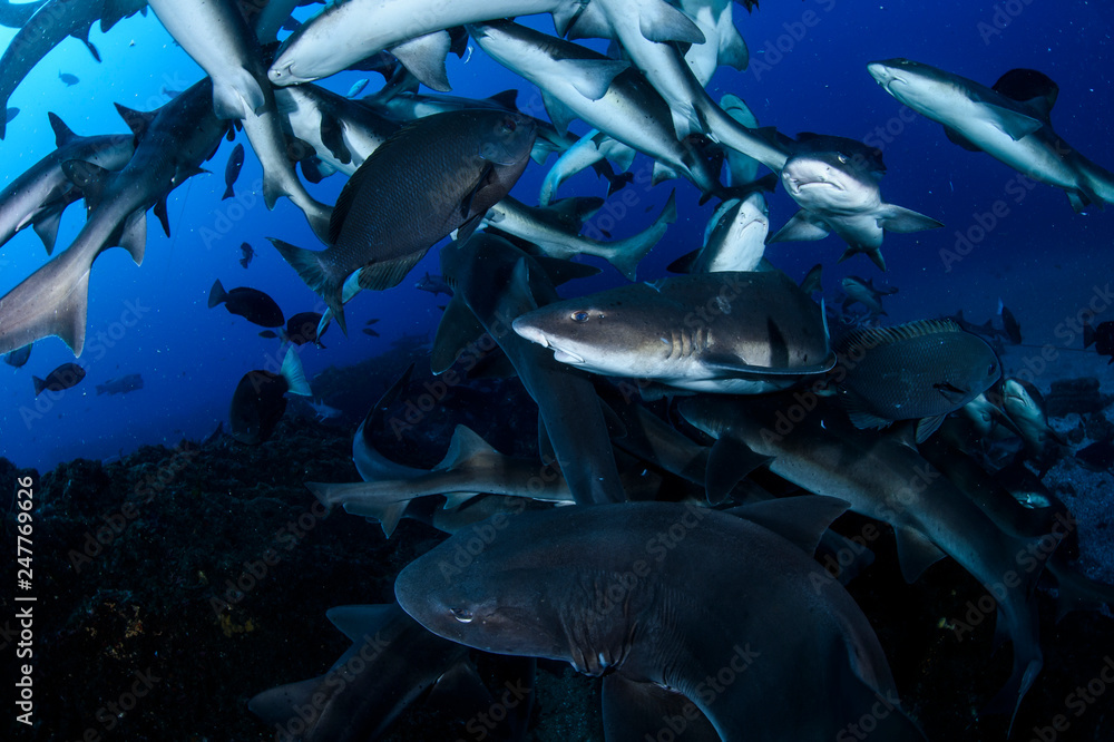 Banded hound shark and red stingray aggregation in Clear Blue Ocean of ...