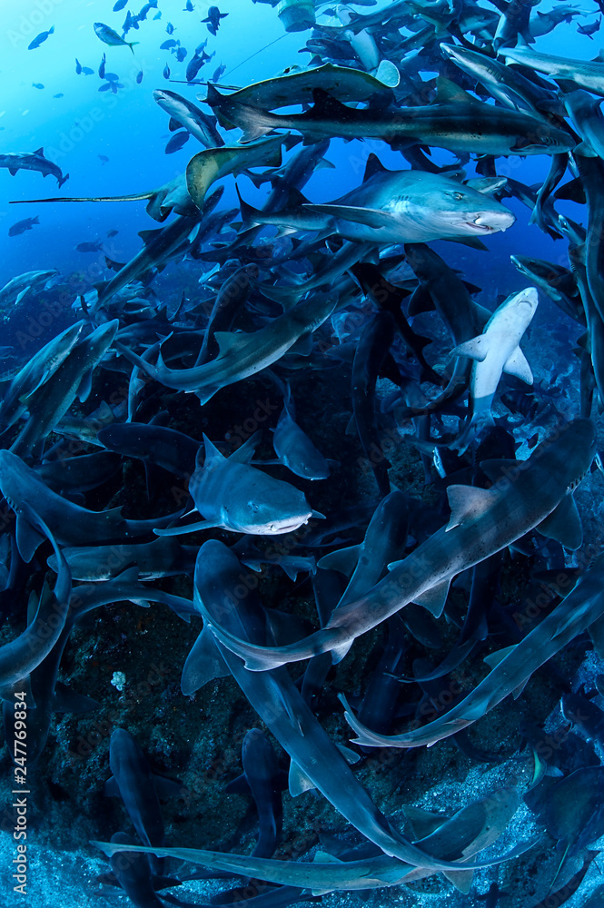 Banded hound shark and red stingray aggregation in Clear Blue Ocean of ...