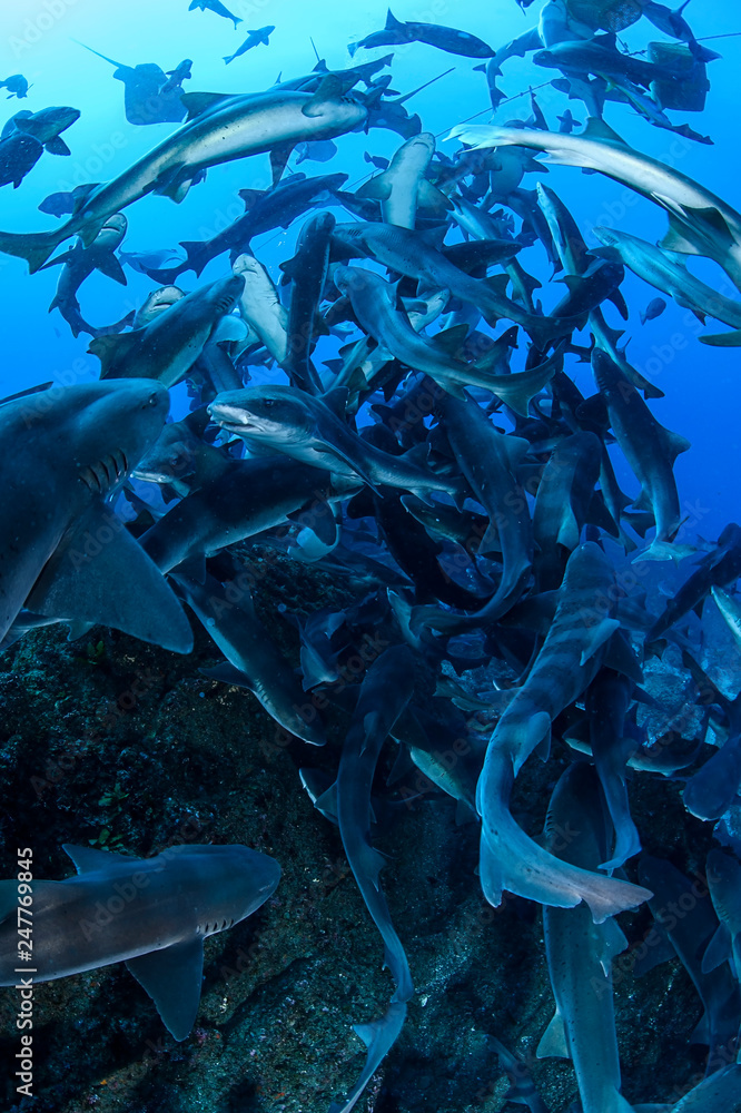 Banded hound shark and red stingray aggregation in Clear Blue Ocean of ...