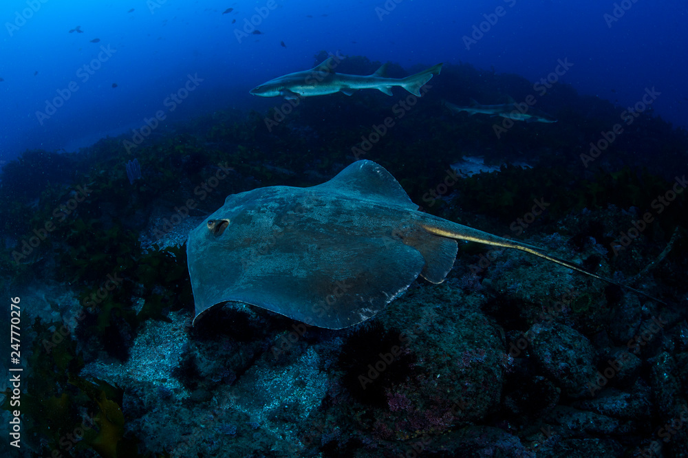 Banded hound shark and red stingray aggregation in Clear Blue Ocean of ...