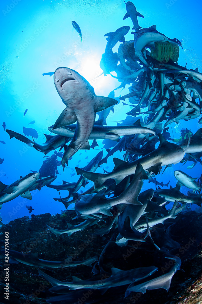 Banded hound shark and red stingray aggregation in Clear Blue Ocean of ...